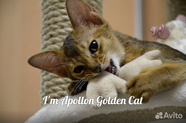 Малыш абиссинский Аполлон