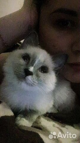 Отдам в добрые руки кошку