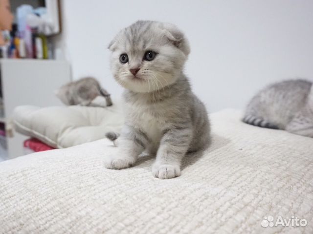 Шотландский вислоухий