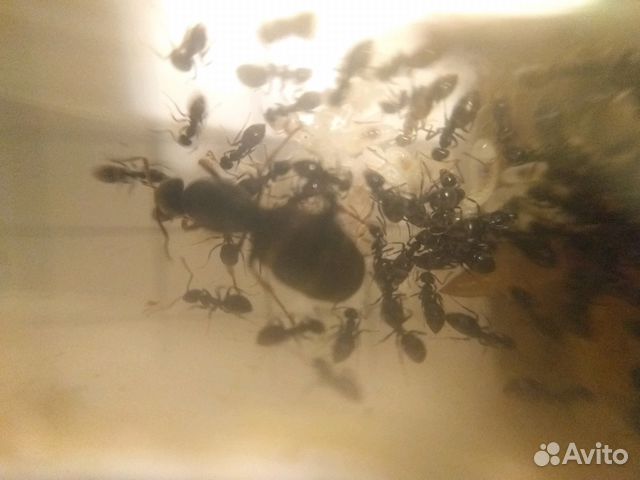 Колония lasius niger (черный садовый муравей)