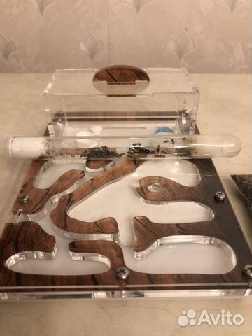 Муравьиная ферма с муравьями