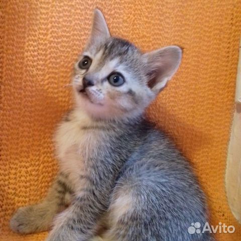 Бурмилла котята, 2 мес и бурма европейская