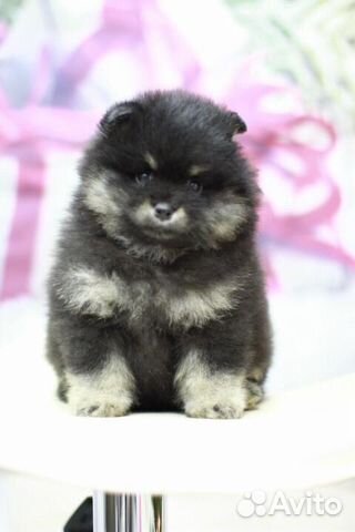 Щенок шпица маленький медвежонок
