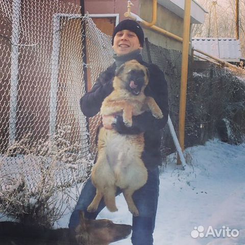 Отдам собаченка в добрые руки