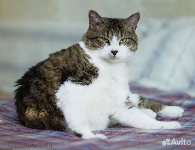 Николька- идеальная кошечка ищет дом