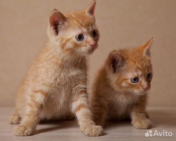 Котята в хорошие и добрые руки