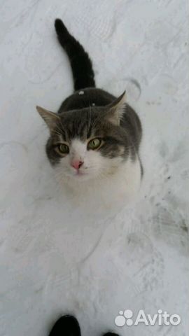 Кот Фёдор