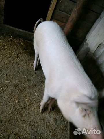 Продам кабанчика