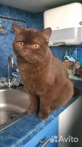 Британец на случку