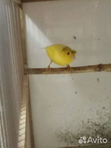 Канарейки и другие птицы