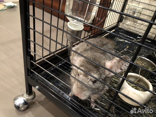 Семья шиншилл