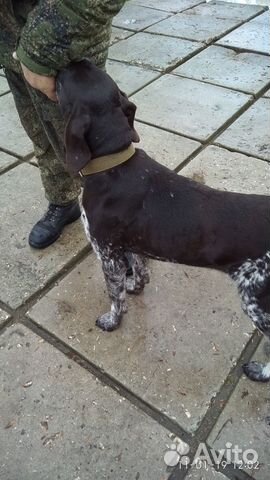 Курцхаар / дратхаар найденыш