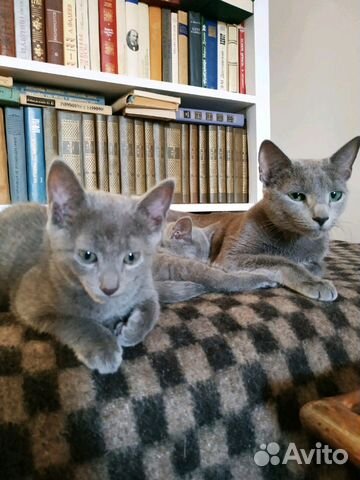 Котята порода Русская голубая