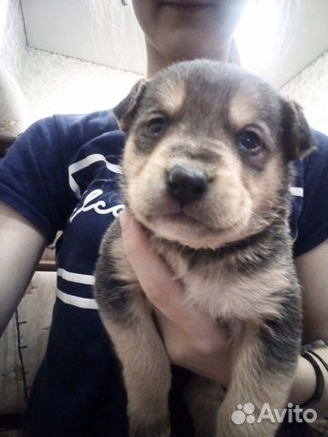 Щенки двор терьера