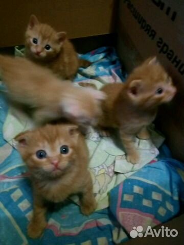 Котята, рыжие, приносят счастье Три мальчика