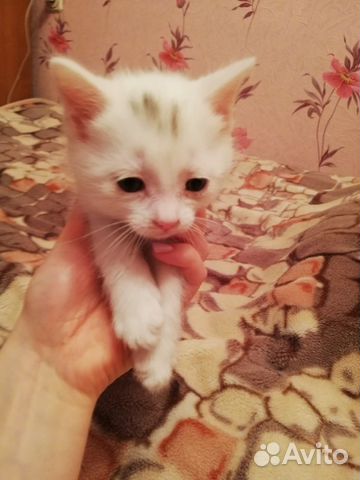 Беленький котик