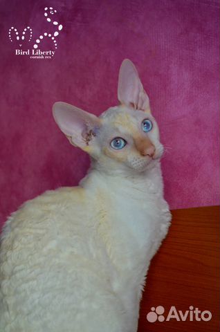 Маленькое кудрявое чудо в ваш дом