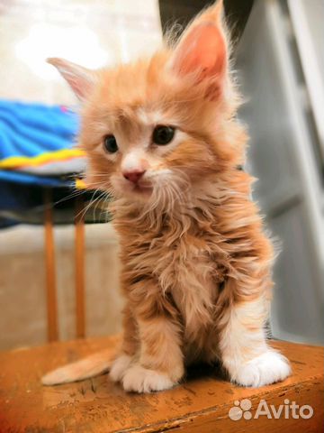 Красный мейн-кун