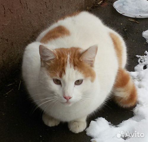 Котики-котята в добрые руки