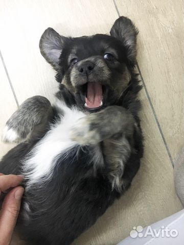 Щенок. Девочка. Коротколапик