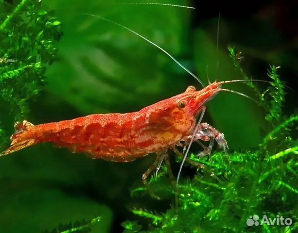 Креветки Черри, улитки и растения