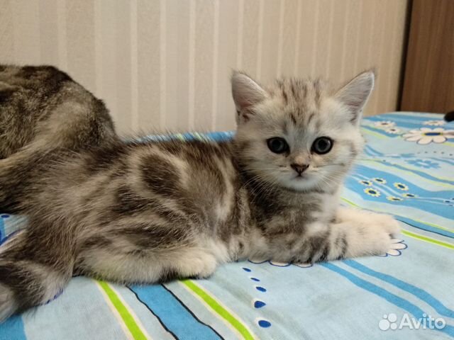 Шотландские мраморные вислоухие антидепрессантики