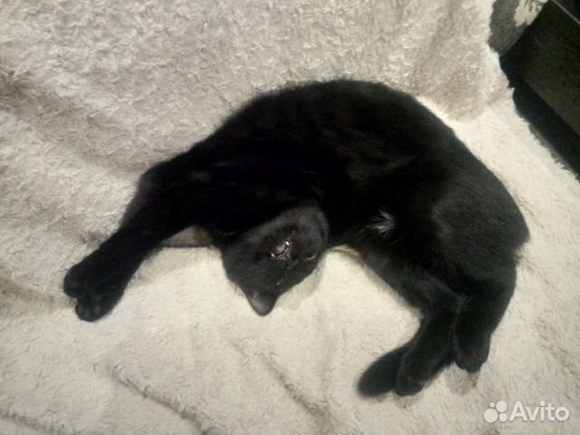 Отдам в хорошие руки две прелести