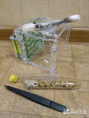 Муравьи+ферма