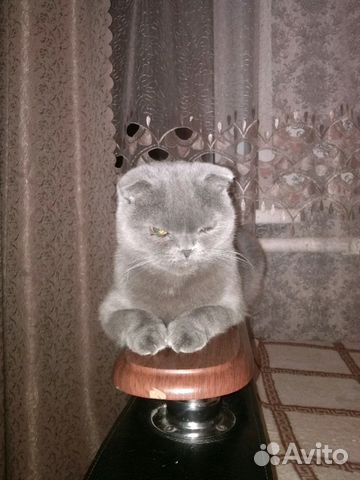 Кошечка британка ждёт котика