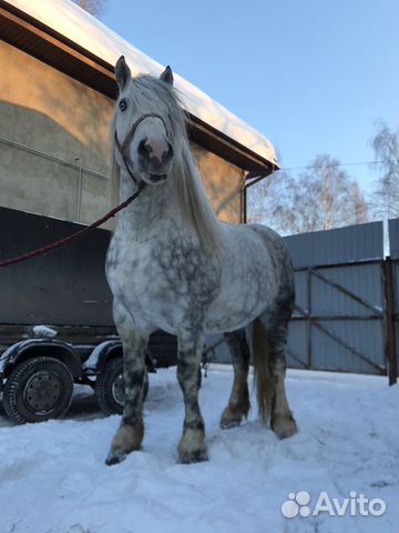 Продажа лошадей элитный пород