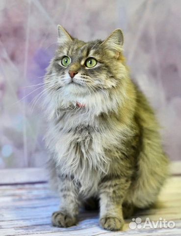 Котодети из приюта ищут своих родителей