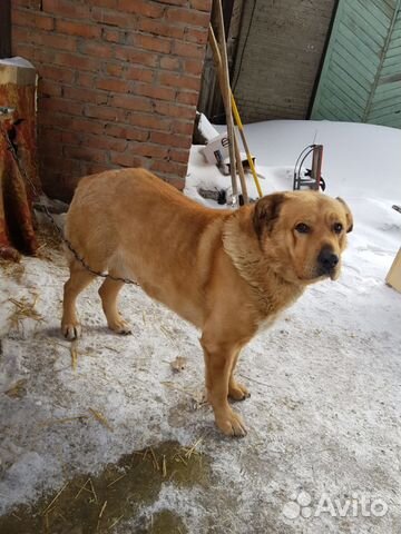 Ищу хозяина