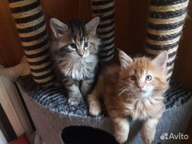 Котята породы Мейн-кун