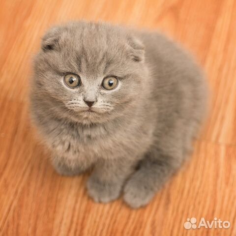 Котята шотландские мальчики