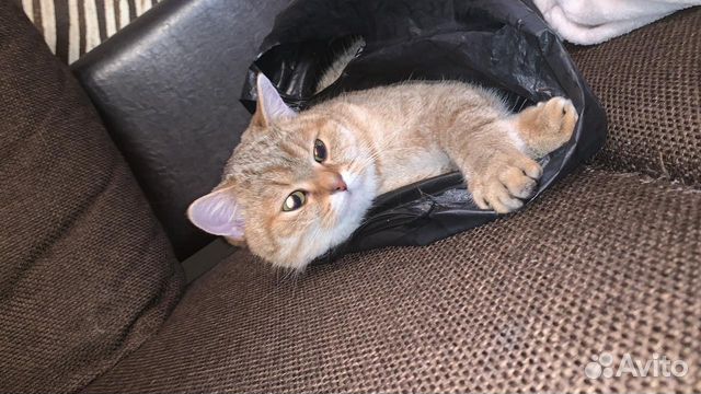 Ищем кота для вязки