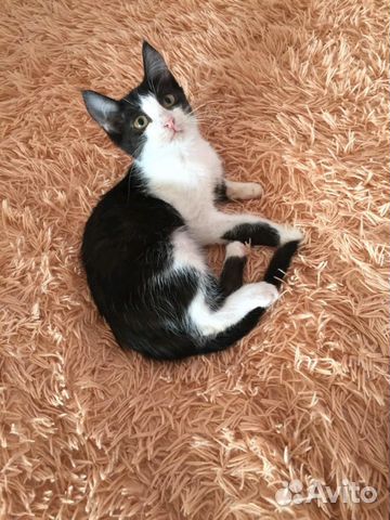 Коржик