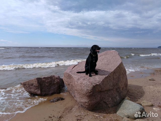 Ищем жениха курцхаара, бигля, веймаранера, сеттера