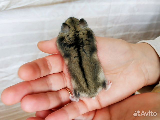 Джунгарский хомячек (джунгарик) 15 дней