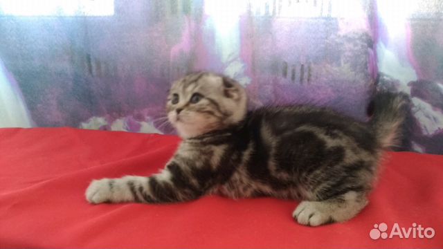 Яркие вислоухие мраморята и др окрасов