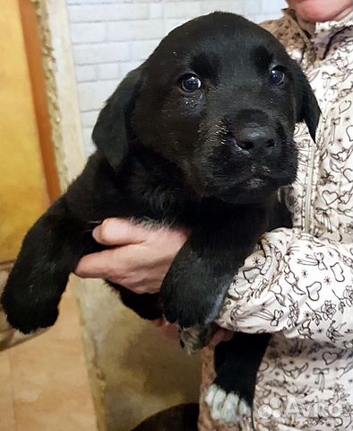 Собака в добрые руки(Система решила, что это лабра