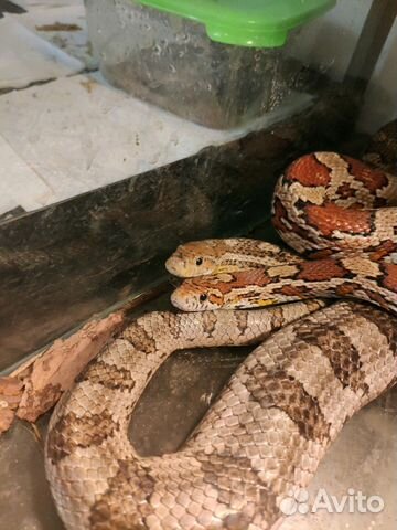 Маисовый полоз