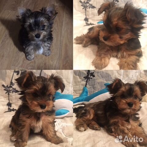 Щенки, Йоркширский терьер