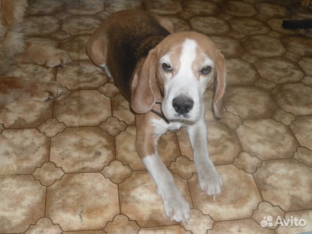 Девочка бигль