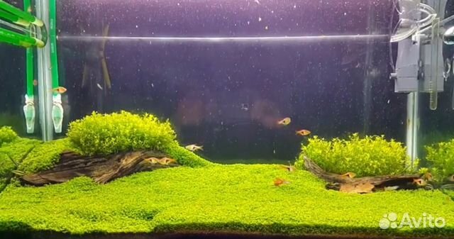 Почвопокровые растение - хемиантус для аквариума