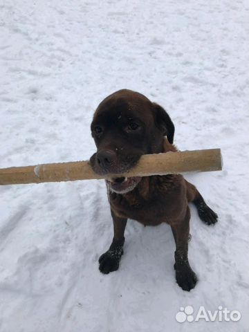 Отдается в хорошие руки лабрадор