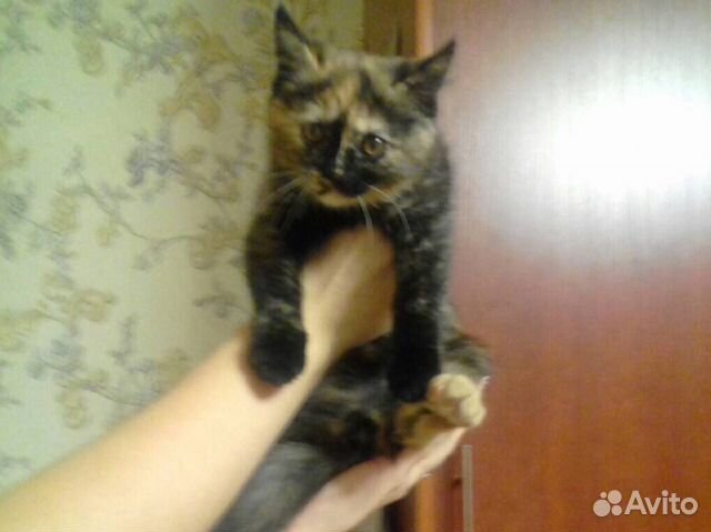 Отдам котёнка