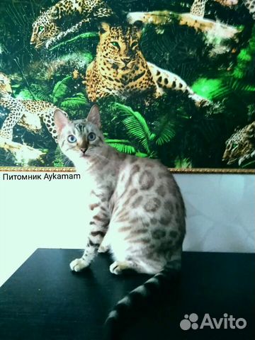 Бенгальская Кошка "снежный барс"