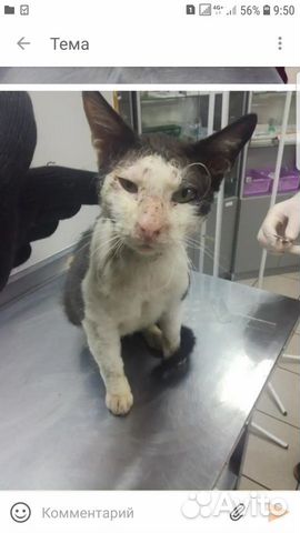 Полусфинкса в хорошие рукиДайте котику шанс на жиз