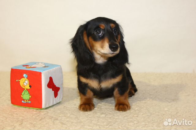 Мальчик кроличий длинношерстный