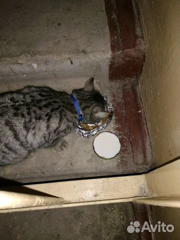Котик